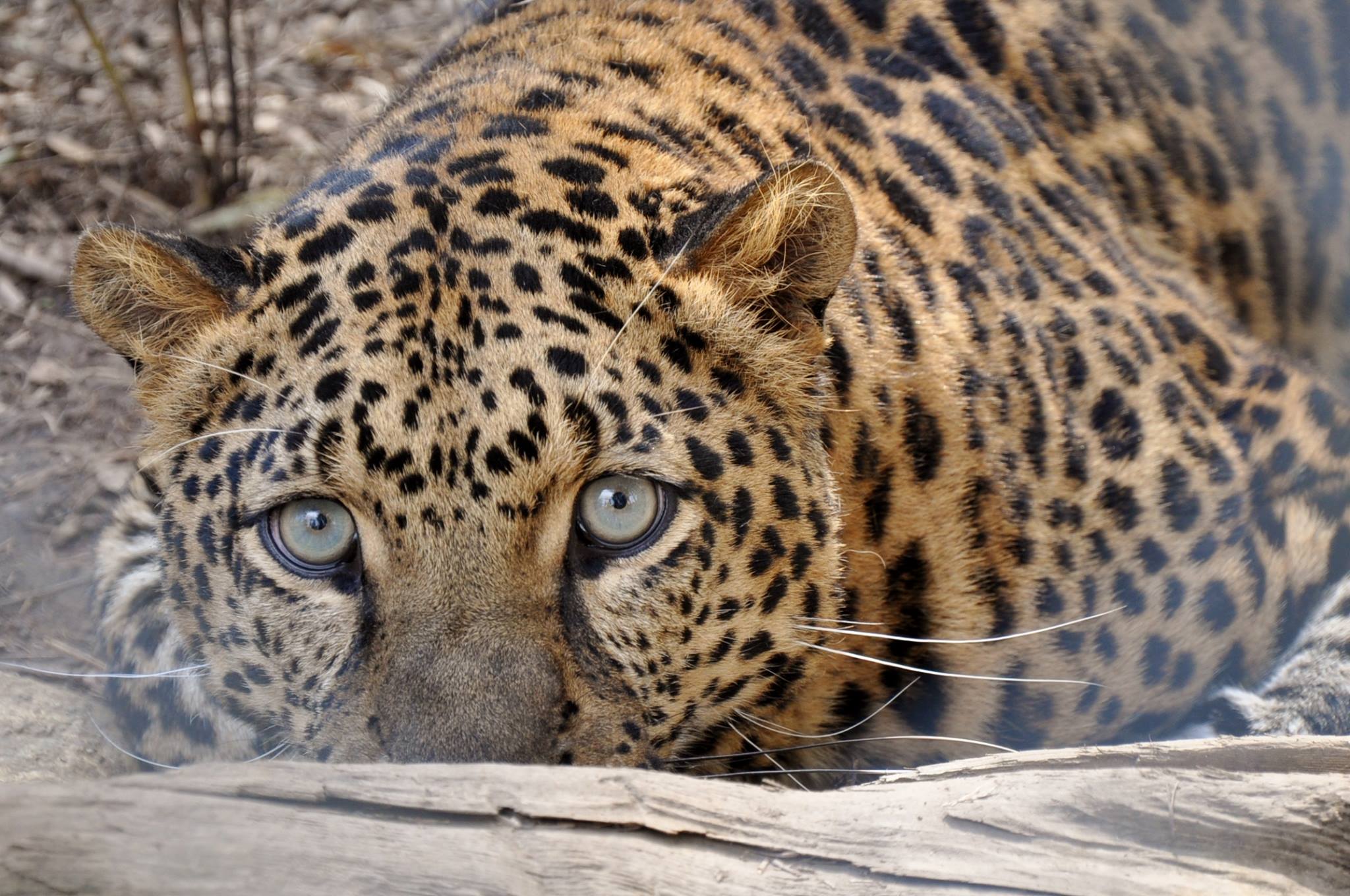 Wild Felid Advocacy Center of Washington Blog – Washington's Wild Cat ...