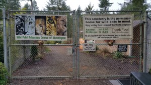 Wild Felid Advocacy Center of Washington Blog – Washington's Wild Cat ...